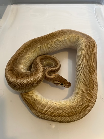 Butter Enchi Cinnamon Het Sunset Ball Python by Boshbear Reptiles