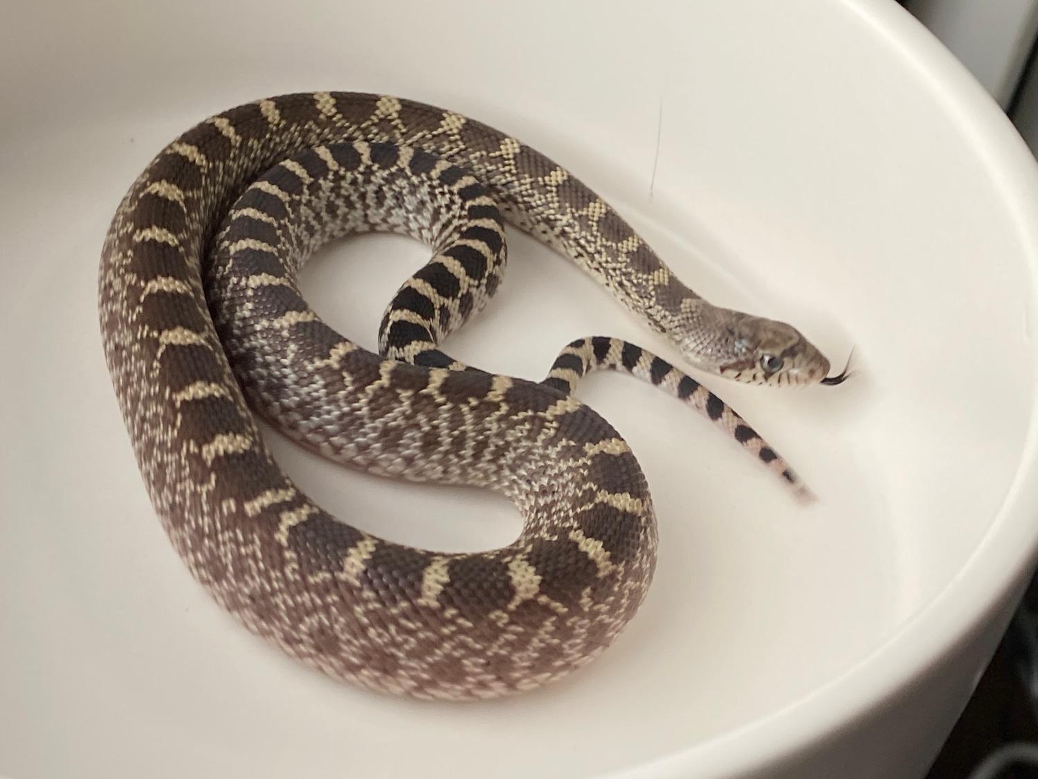 Ghost (Trumbower/Ballum) Het Whiteside Ph Patternless & Albino ...