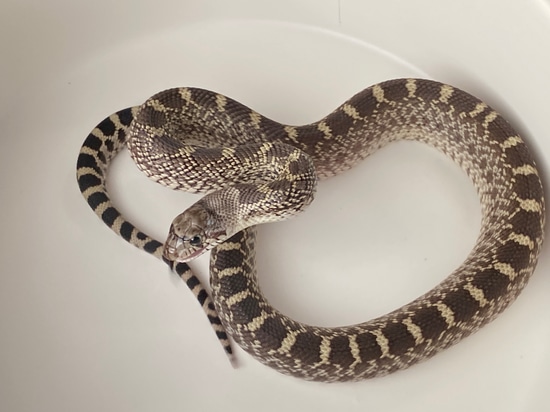 Ghost (Trumbower/Ballum) Het Whiteside Ph Patternless & Albino ...