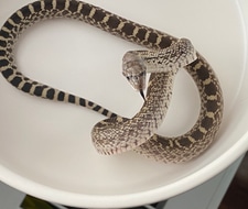 Ghost (Trumbower/Ballum) Het Whiteside Ph Patternless & Albino ...