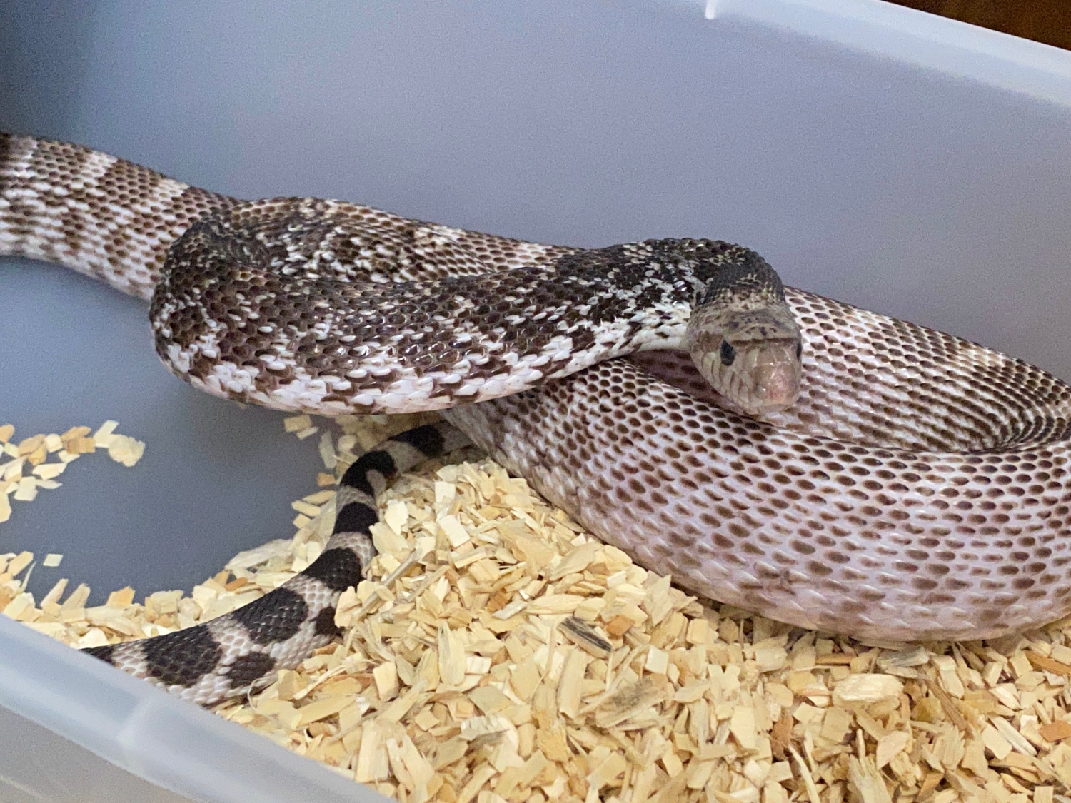 Ballum Axanthic Het Whiteside, Trumbower Ph Patternless Albino ...