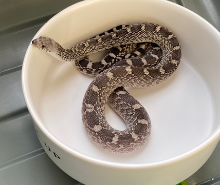 Snow Ghost (Trumbower/Ballum) Het Whiteside Bullsnake by Boss Hawgs ...
