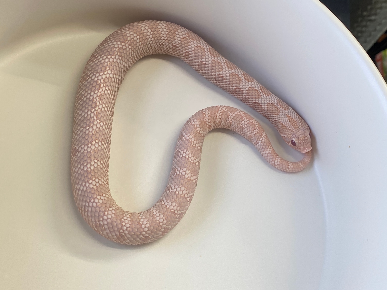 2022 Female Coral Western Hognose by Boss Hawgs - MorphMarket