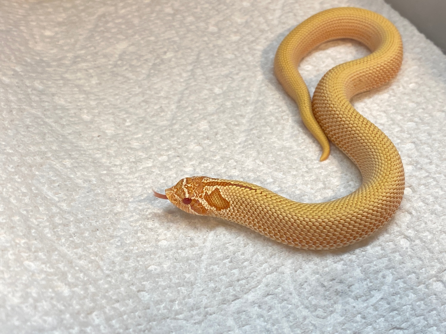 Arctic Albino Superconda Western Hognose by Boss Hawgs - MorphMarket