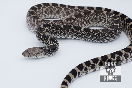 Ballum Axanthic Het Trumbower Hypo & Whiteside Bullsnake by BOSS HAWGS