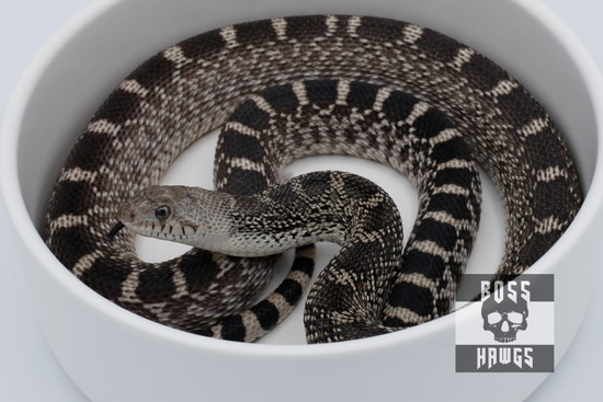 Ballum Axanthic Het Trumbower, Whiteside, Ph Patternless & Albino ...