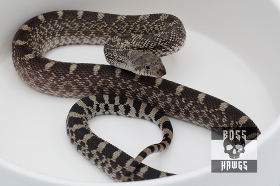 Ballum Axanthic Het Trumbower Hypo & Whiteside, 66% Pos Het Patternless ...