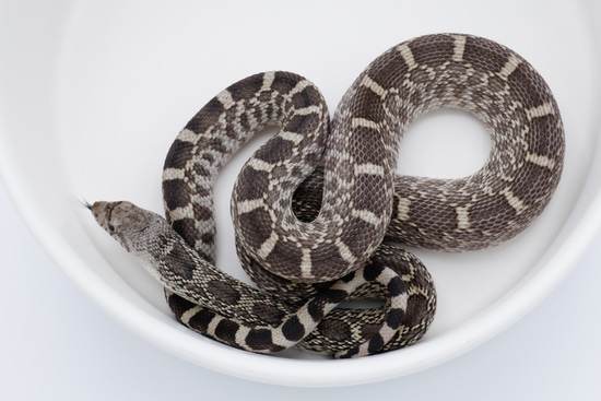 Ballum Axanthic Het Trumbower Hypo & Whiteside Bullsnake by BOSS HAWGS