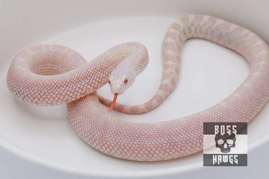 Snow Het Trumbower Hypo & Whiteside, Pos Het Patternless Male Bullsnake ...