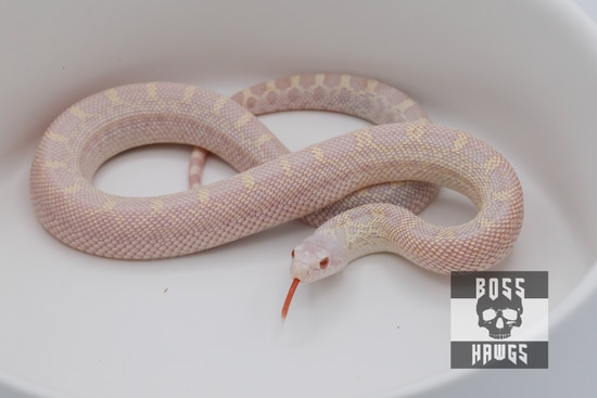 Snow Het Trumbower Hypo & Whiteside, Pos Het Patternless Female ...