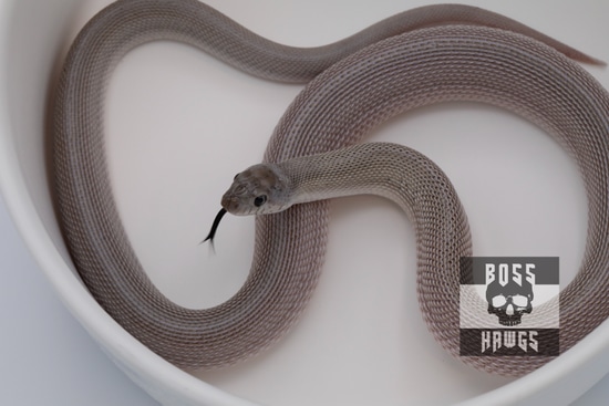 2024 Patternless Ballum Axanthic Het Trumbower Hypo & Whiteside ...