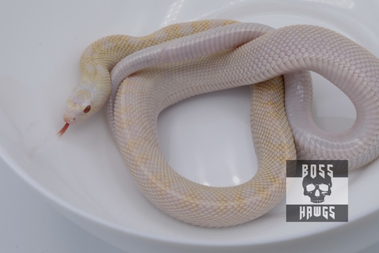 Albino Whiteside Het Trumbower Hypo Ph Axanthic Bullsnake by BOSS HAWGS