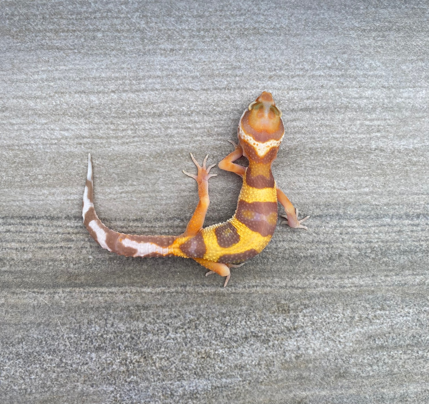 Tang Tremper PH Eclipse (Blood Emerine X Blood Afghan Lines) Leopard ...