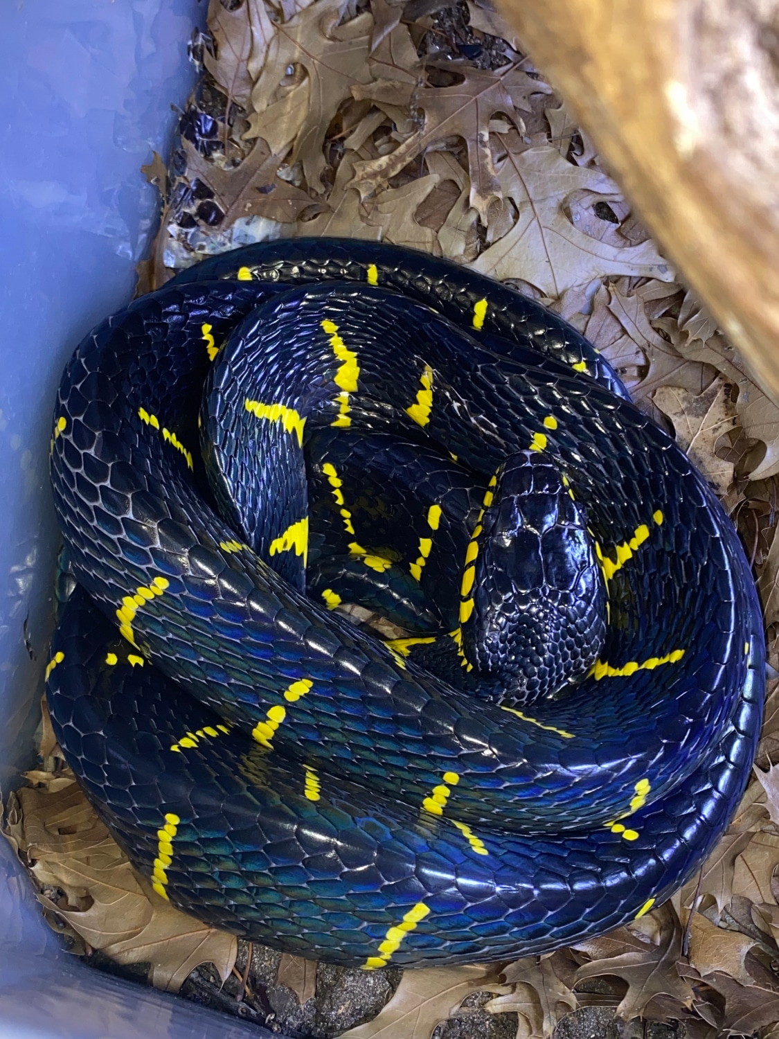 LTC Mangrove Cat Snake (Boiga Melanota) Other Colubrid by Botanical ...