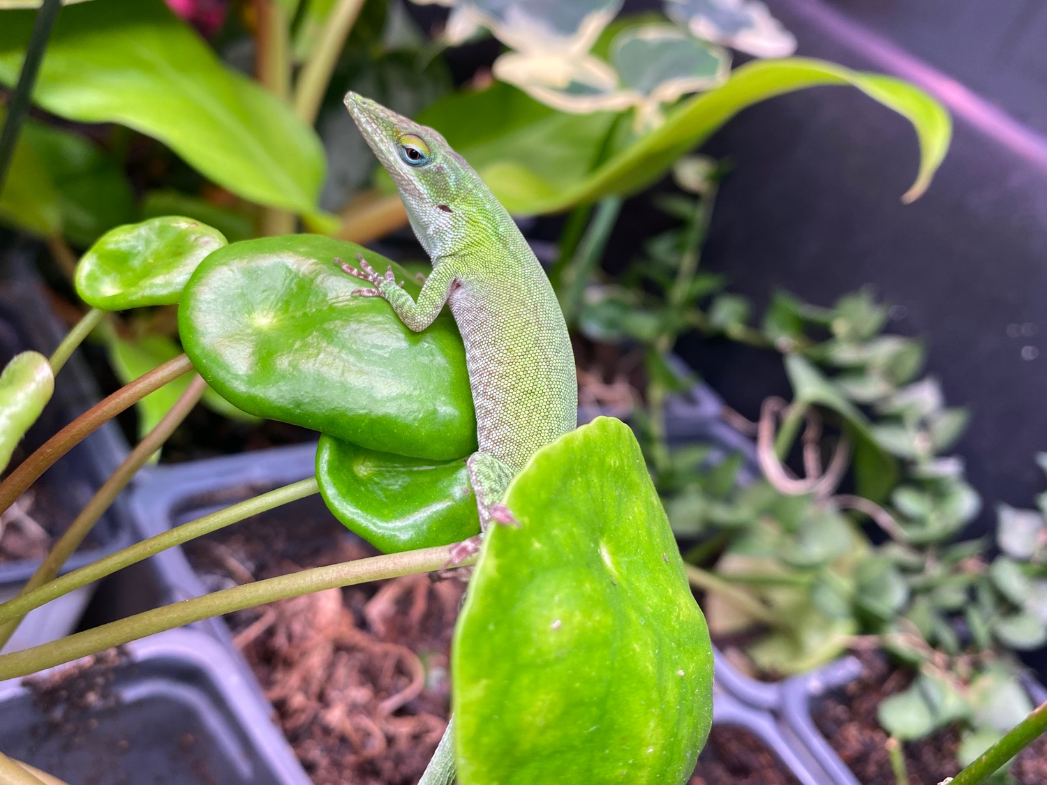 Female Allison’s Anoles (Anolis Allisoni) More Lizard by Botanical ...