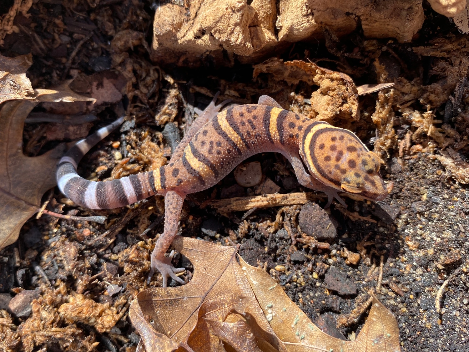 Bawangling Cave Gecko More Gecko by Botanical Beasts - MorphMarket
