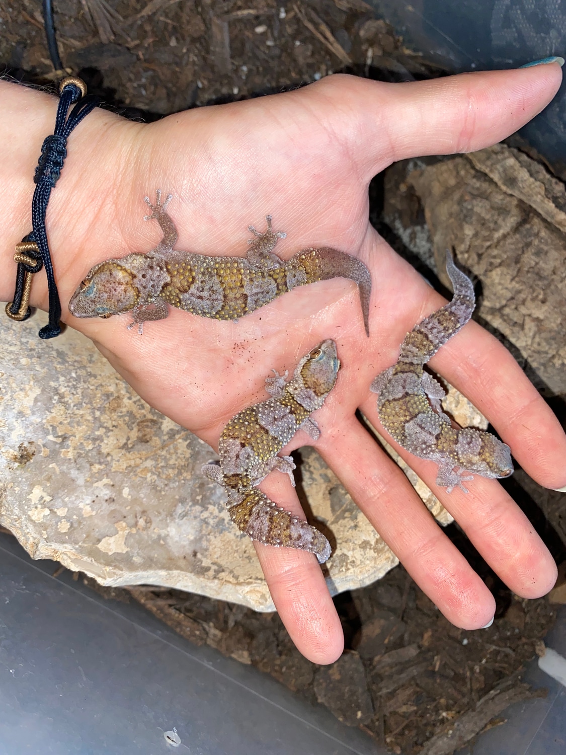 Thick Toed Banded Geckos (Pachydactylus Fasciatus) More Gecko by ...
