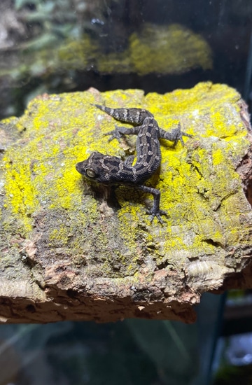 Viper Geckos by Botanical Beasts