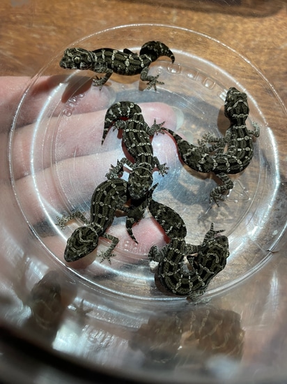 Viper Geckos (Group Of 5) by Botanical Beasts