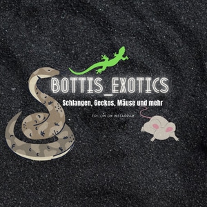 Bottis_exotics - MorphMarket