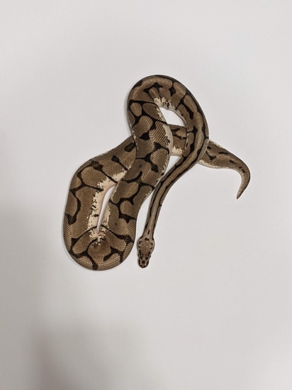 Pastel Axanthic Spider Ball Python by Will's Private Collection