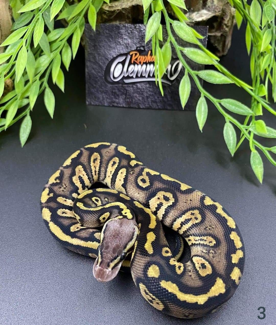 Stranger Pastel Vanilla 100% Het Clown Ball Python by Raphael Clemmer ...