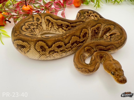Stranger Sugar Clown -World First ~Proven~ Ball Python by Raphael Clemmer