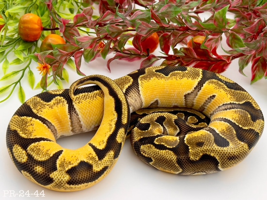 Od Enchi Poss. Genex PH Pied Ball Python by Raphael Clemmer