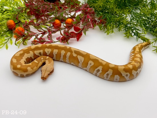 Matrix T+ 🍒Cherry Bomb🍒 Blood Python by Raphael Clemmer