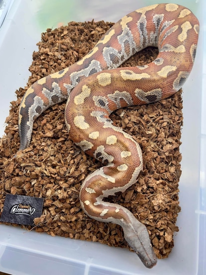 Poss. Matrix Het. Albinos T+ (Proven) Blood Python by Raphael Clemmer