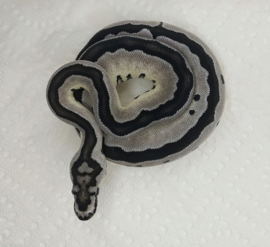 Blade VPI Axanthic Clown Ball Python by The Kundalini Serpent - MorphMarket