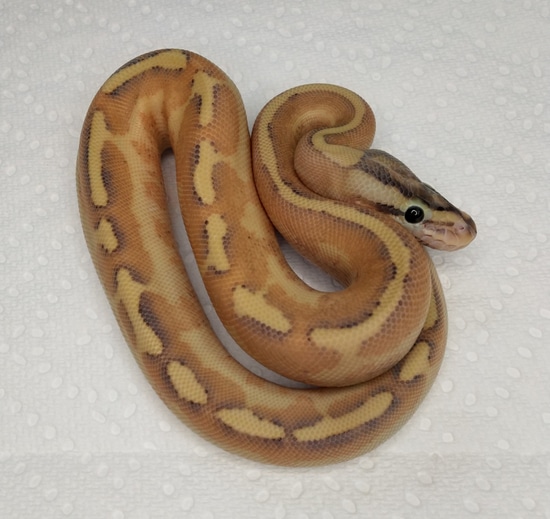 Enchi Puma Ball Python by The Kundalini Serpent