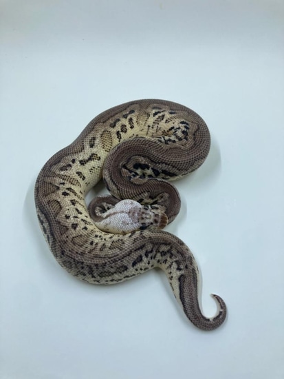 Pewter Batman Ball Python by The Kundalini Serpent