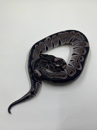 VPI Axanthic 66 Het Clown Ball Python by The Kundalini Serpent