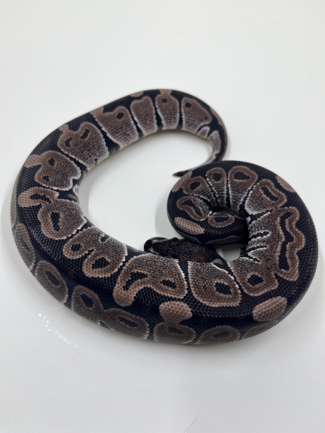 VPI Axanthic 66 Pos Het Clown Ball Python by The Kundalini Serpent ...