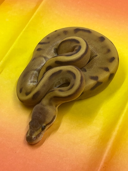 Double Visual Monarch Genetic Stripe Ball Python by The Kundalini Serpent