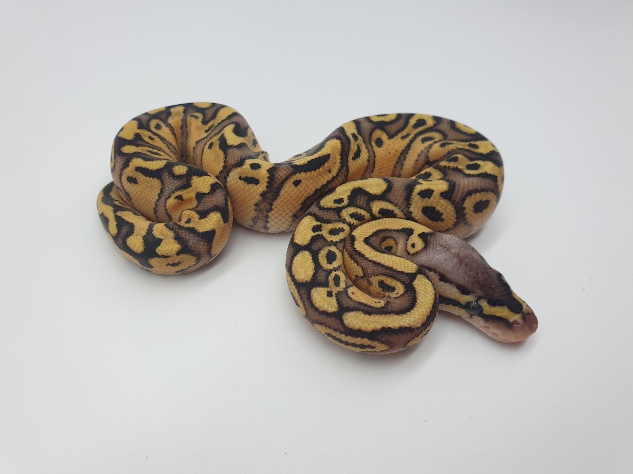 Pastel Redstripe Yellow Belly Het Clown 50% Het Pied Ball Python by ...