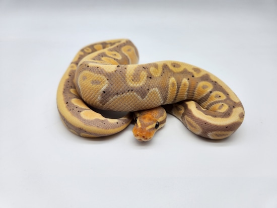 Banana Het Pied Ball Python by Bournemouth Constrictors