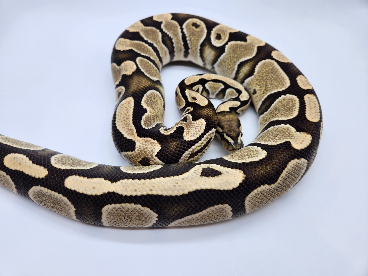 Desert Ghost Het Pied Ball Python by Bournemouth Constrictors - MorphMarket