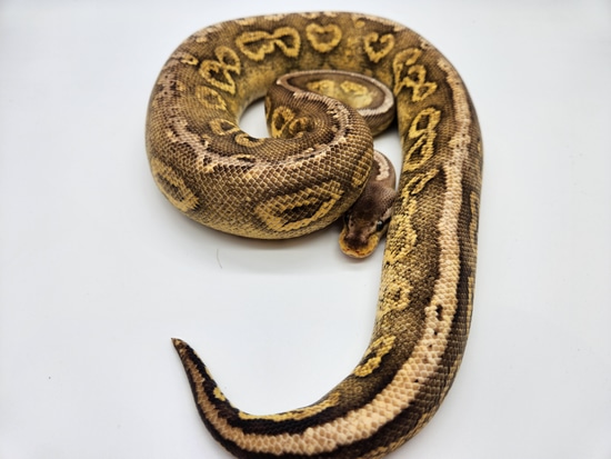 Black Pastel Redstripe Yellowbelly Pastel Het Clown 50% Het Pied Ball ...