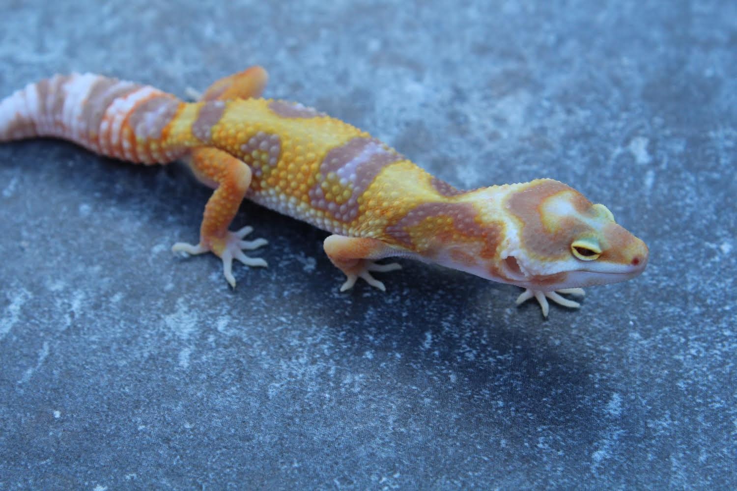 High Contrast Tangerine Tremper Leopard Gecko by Volcanic Reptiles ...
