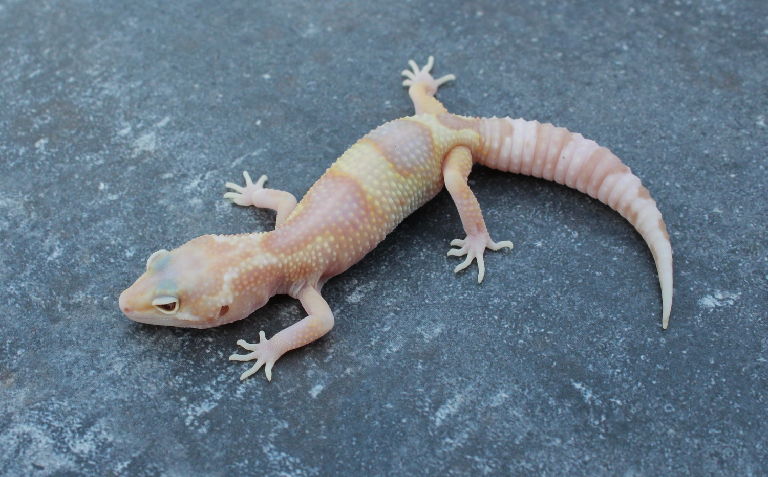Super Giant Tremper Eclipse Het. Blizzard Leopard Gecko by Volcanic ...