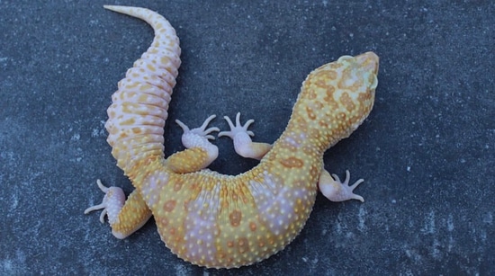 Super Giant Tangerine Tremper Eclipse Leopard Gecko by Volcanic Reptiles