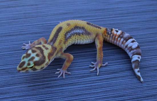 High Contrast Bold Tremper Leopard Gecko by Volcanic Reptiles