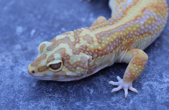 White & Yellow Bold Tremper 66% Het Eclipse Leopard Gecko by Volcanic ...