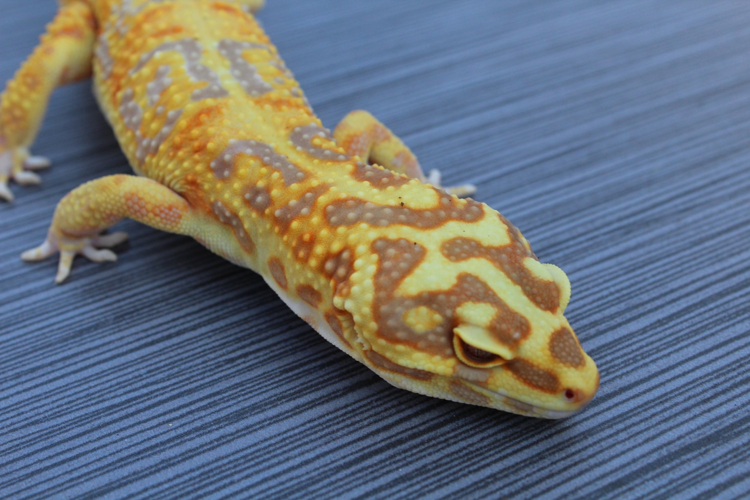 High Contrast Bold Tremper Possible W/Y Leopard Gecko by Volcanic ...