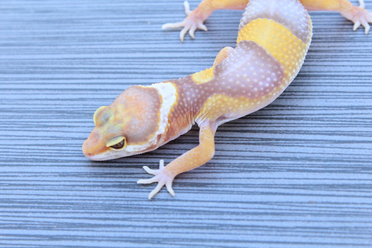 Super Giant Tangerine Tremper Leopard Gecko by Volcanic Reptiles ...