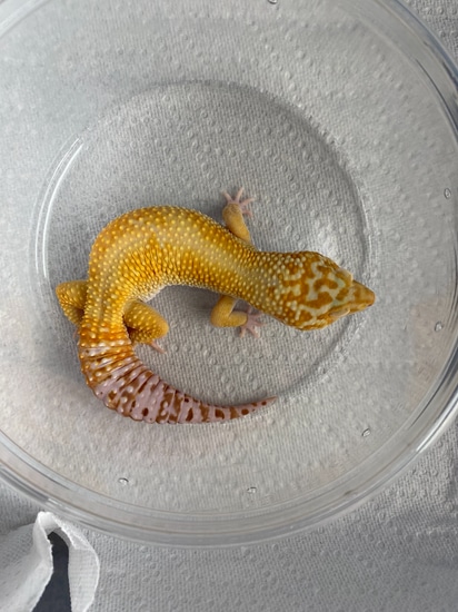 Super Giant Tangerine Tremper Leopard Gecko by Volcanic Reptiles