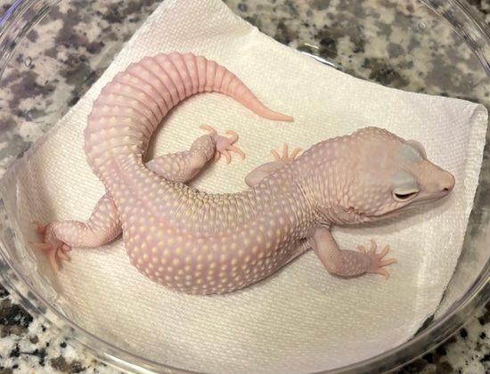 Super Giant Diablo Blanco Pair Leopard Gecko by Volcanic Reptiles