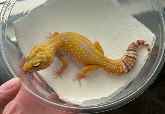 Super Giant Tangerine Tremper Leopard Gecko by Volcanic Reptiles